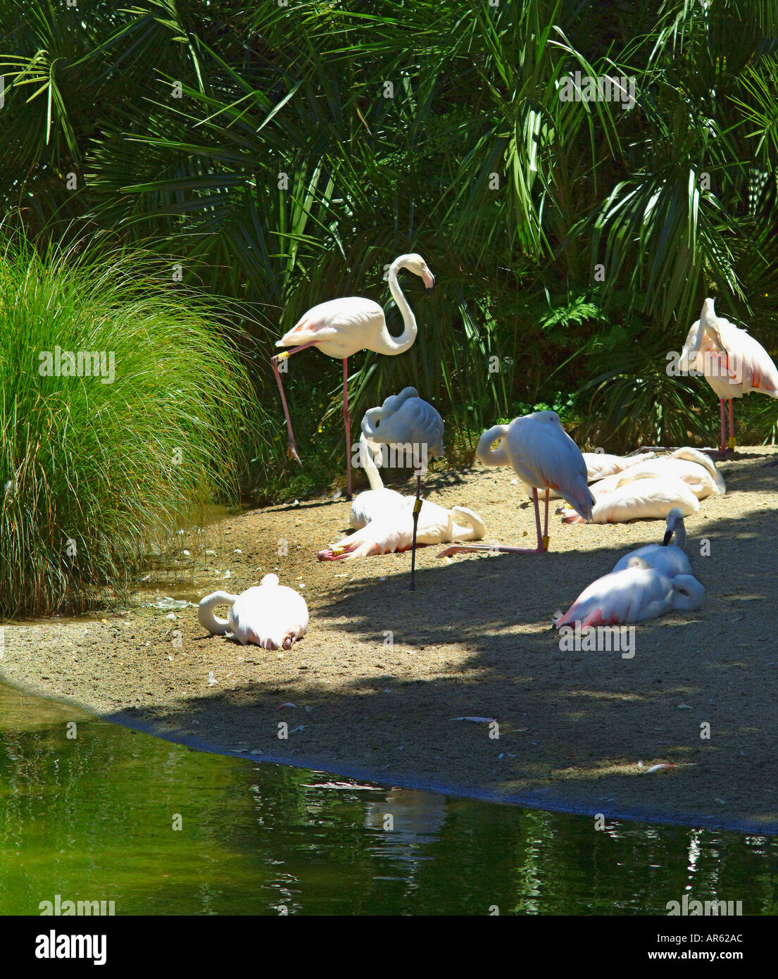 Auckland zoo new zealand hi-res stock photography and images - Alamy