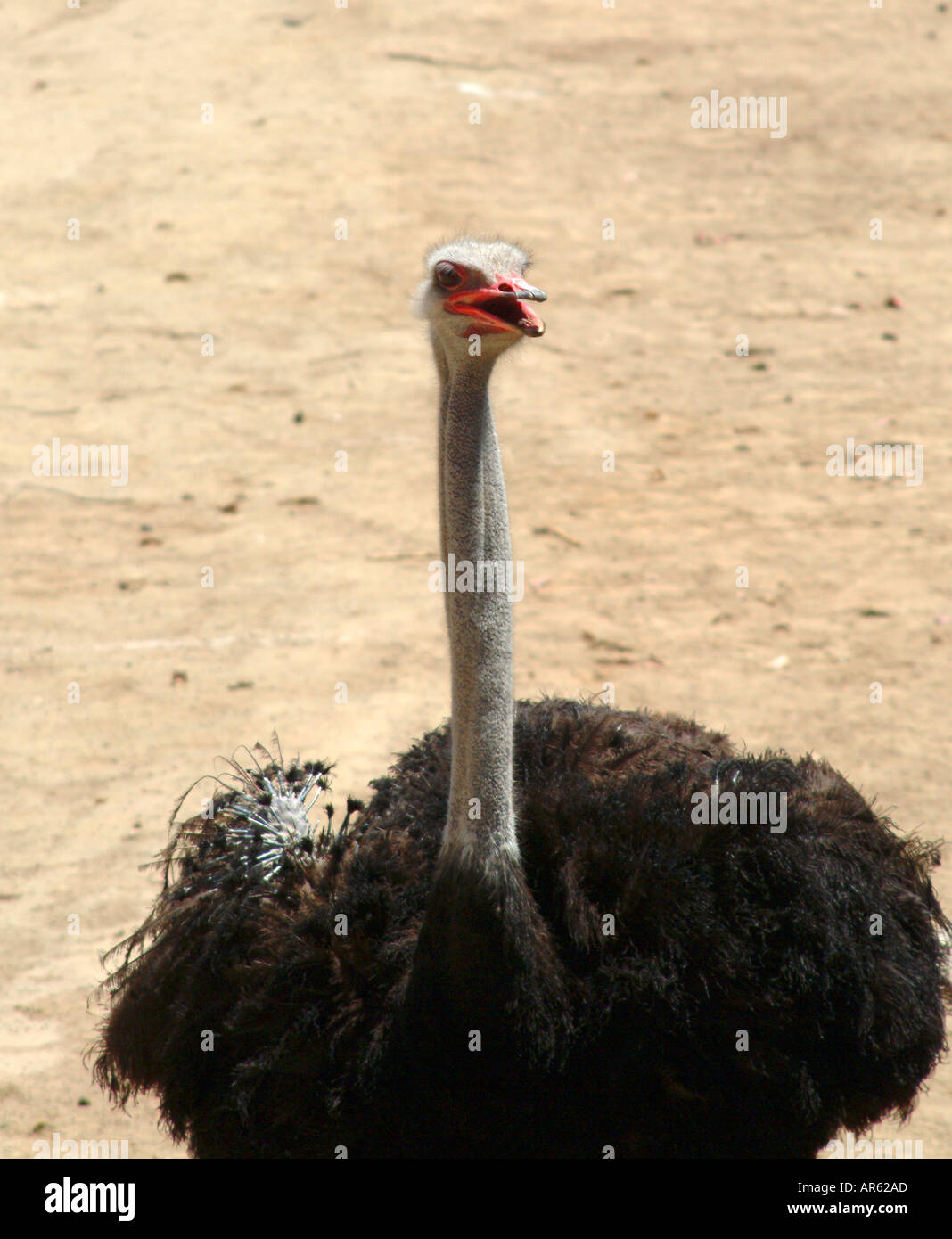 Auckland zoo new zealand hi-res stock photography and images - Alamy