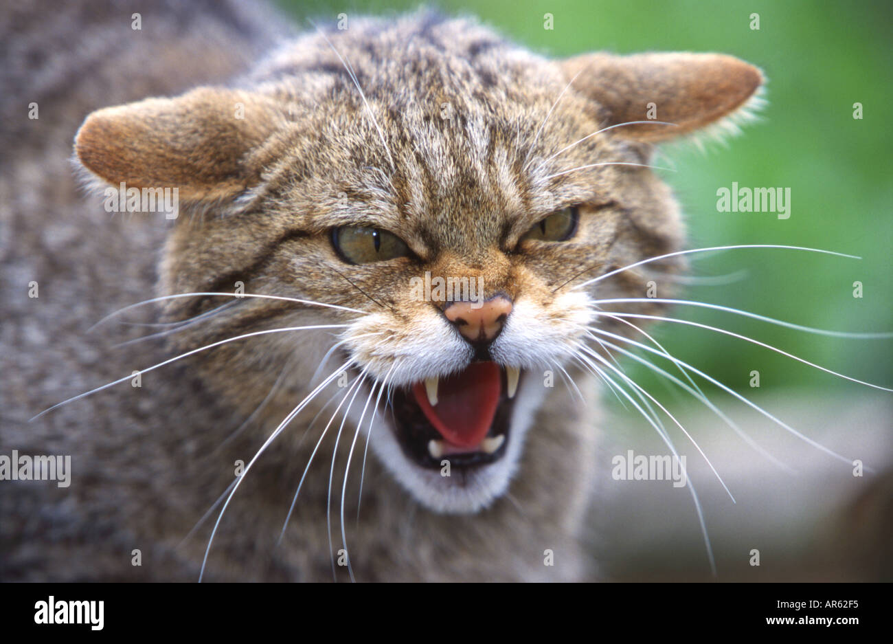 Scottish Wildcat Snarling Stock Photo - Alamy