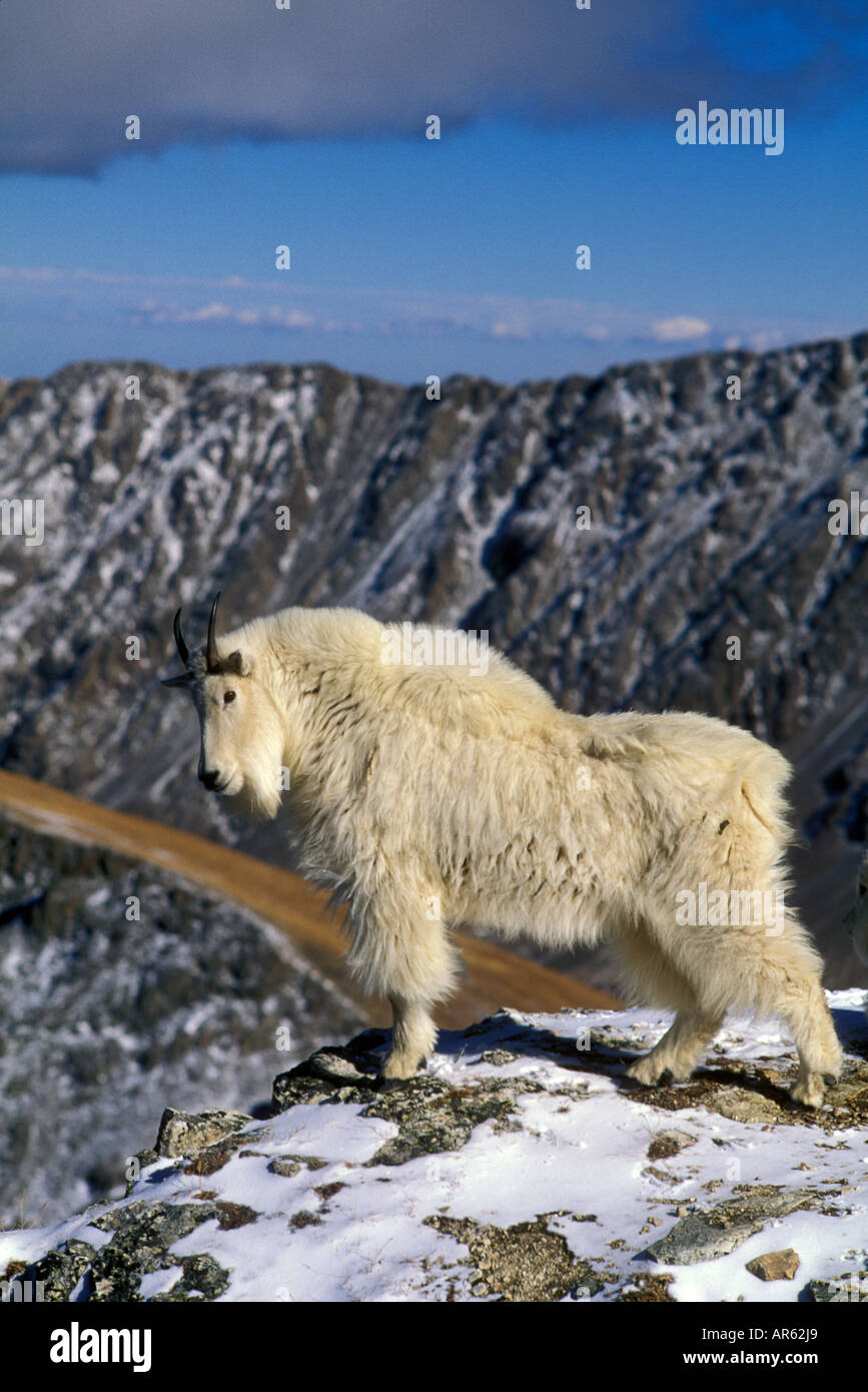 Mountian goats hi-res stock photography and images - Alamy