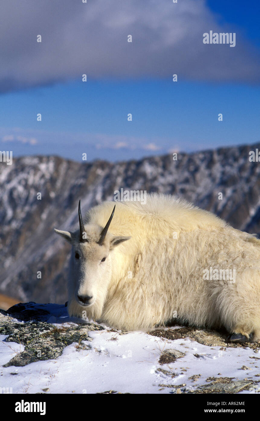 Mountian goat on to of a mountain Stock Photo - Alamy