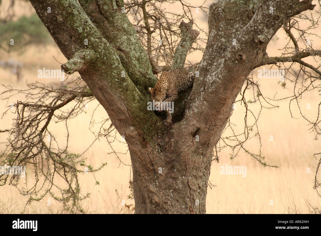 Leopard cleaning itself hi-res stock photography and images - Alamy