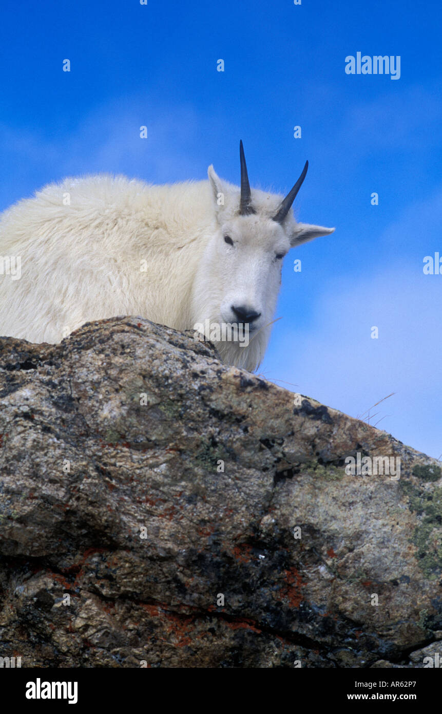 Goat sitting hi-res stock photography and images - Alamy