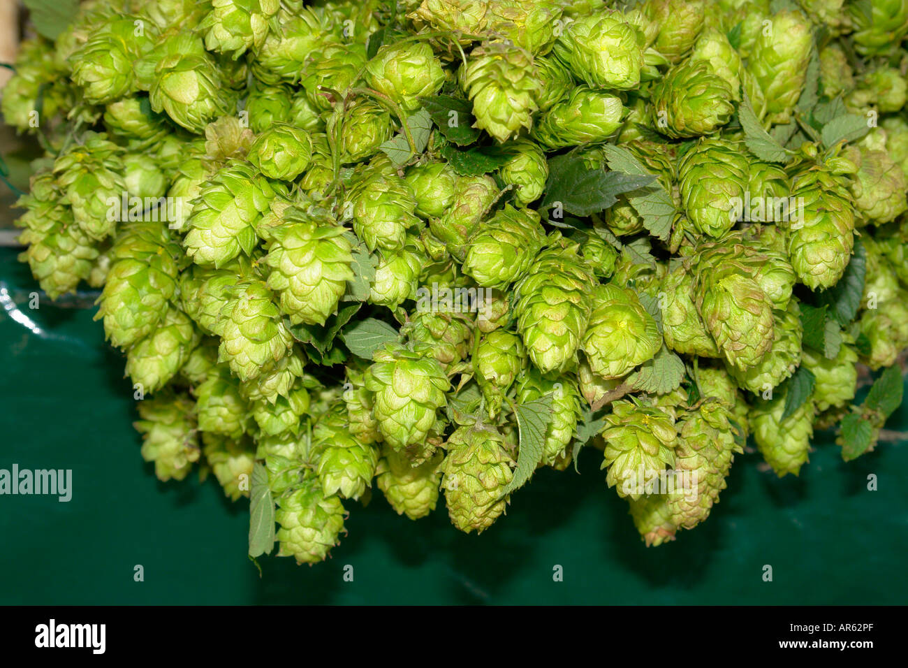 Hop flower Humulus lupulus Stock Photo - Alamy
