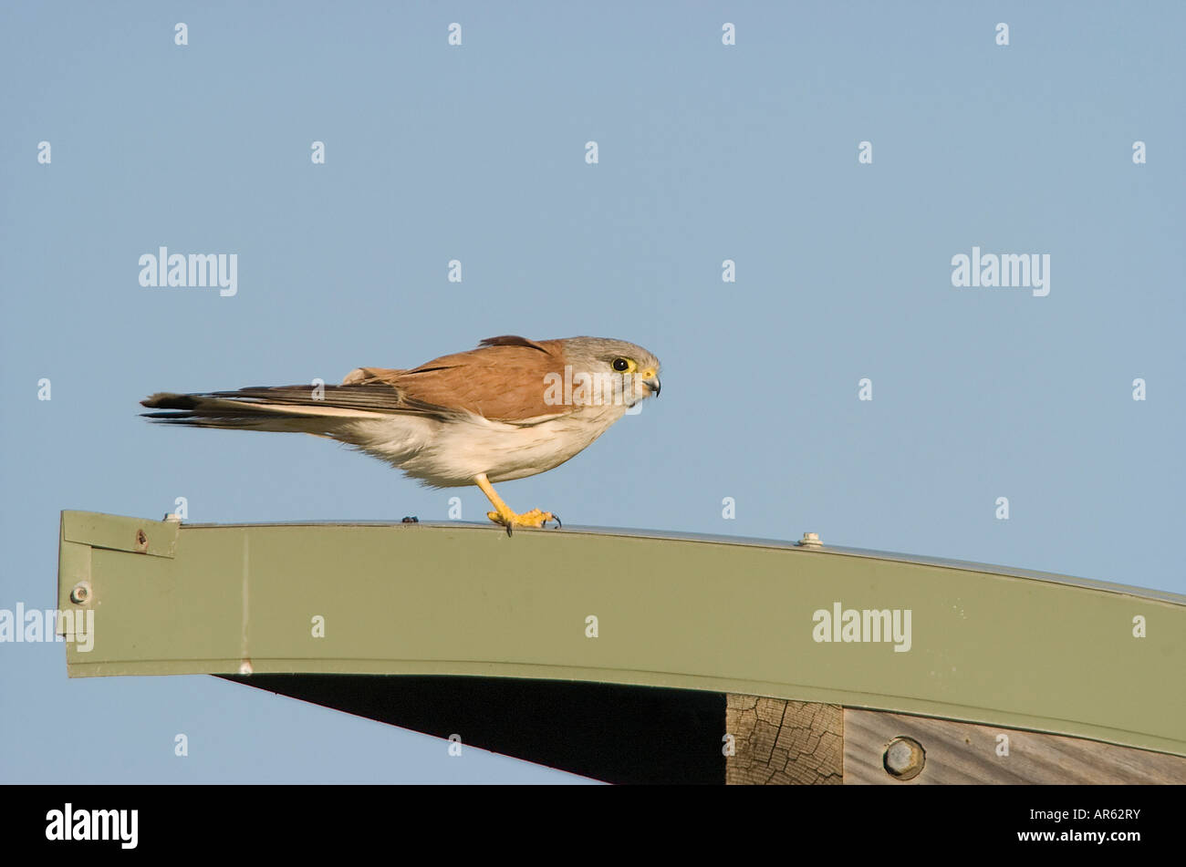 Australian Kestrel Falco cenchroides Australia on thorn bush, sea in ...