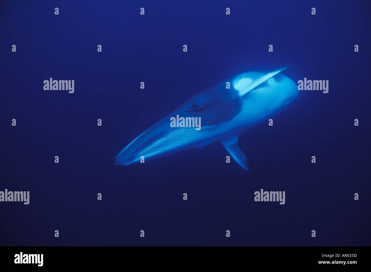 Dwarf Minke Whale Balaenoptera acutorostrata subsp AUSTRALIA PACIFIC ...