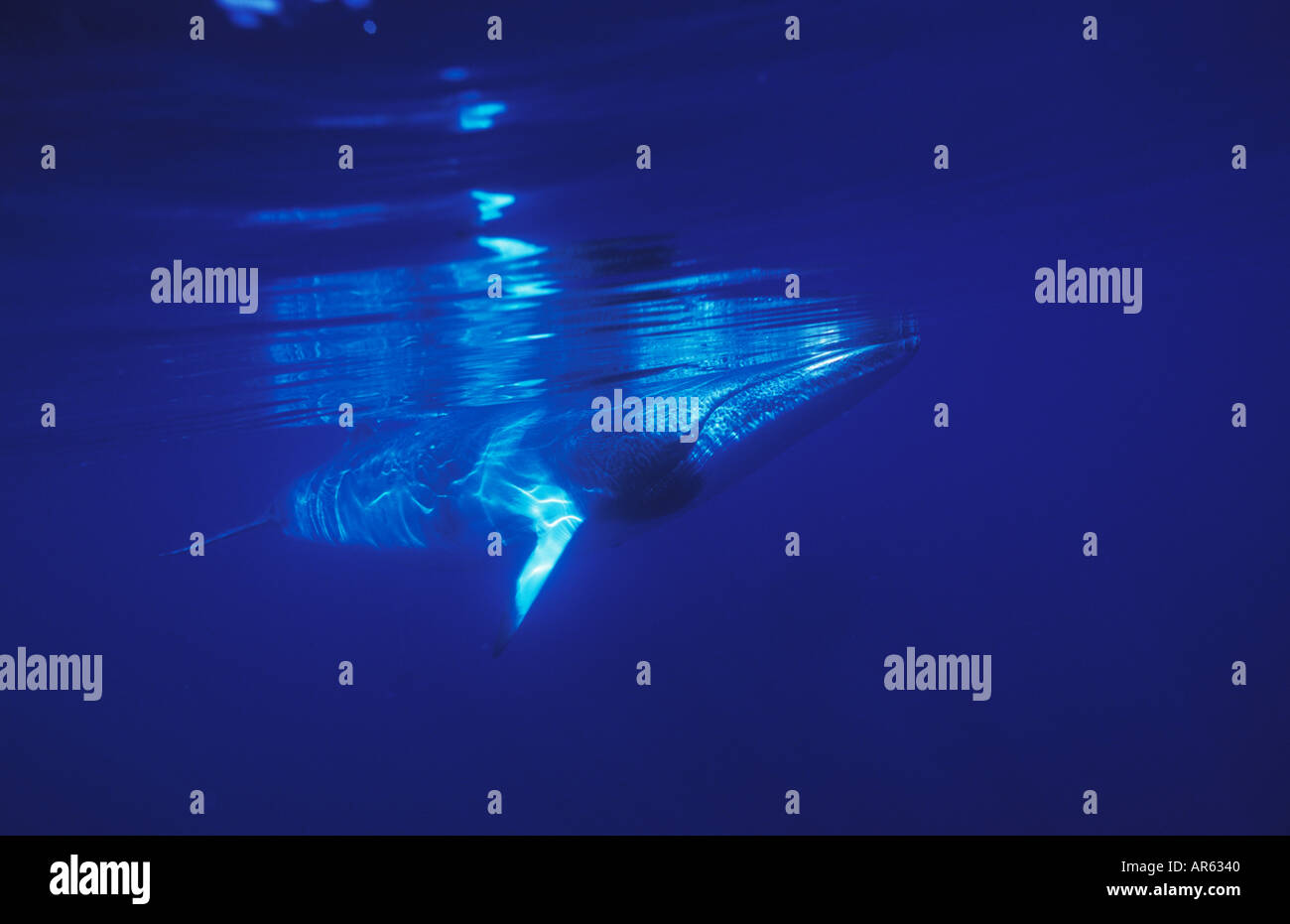 Dwarf Minke Whale Balaenoptera acutorostrata subsp AUSTRALIA PACIFIC ...