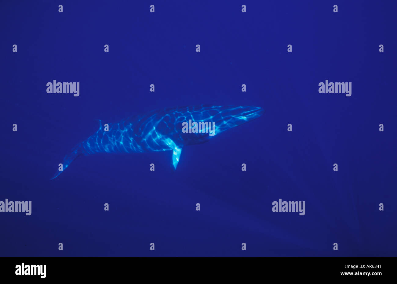 Dwarf Minke Whale Balaenoptera acutorostrata subsp AUSTRALIA PACIFIC ...