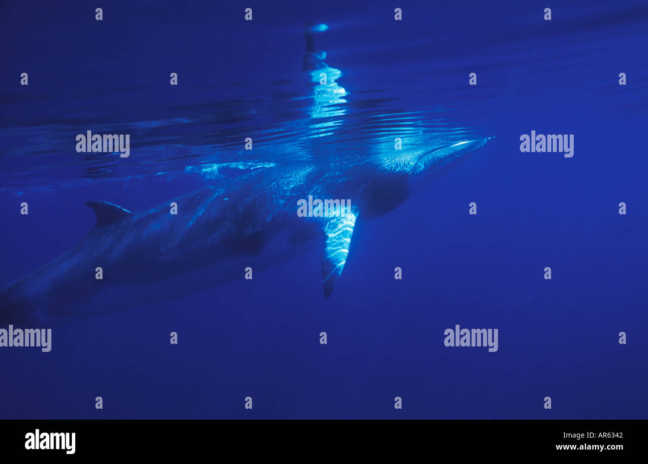 Dwarf Minke Whale Balaenoptera acutorostrata subsp AUSTRALIA PACIFIC ...