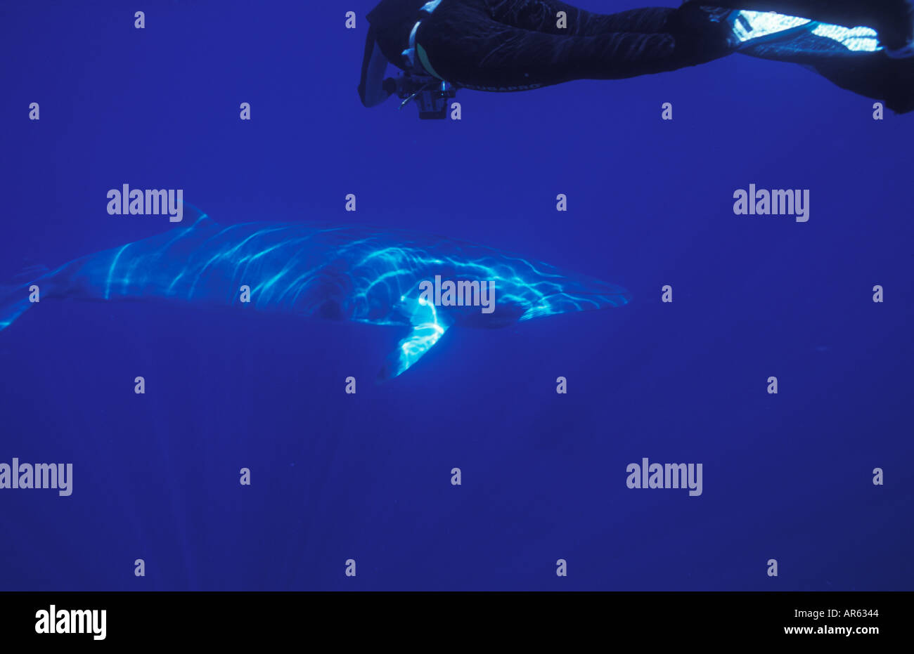 Dwarf Minke Whale Balaenoptera acutorostrata subsp AUSTRALIA PACIFIC ...