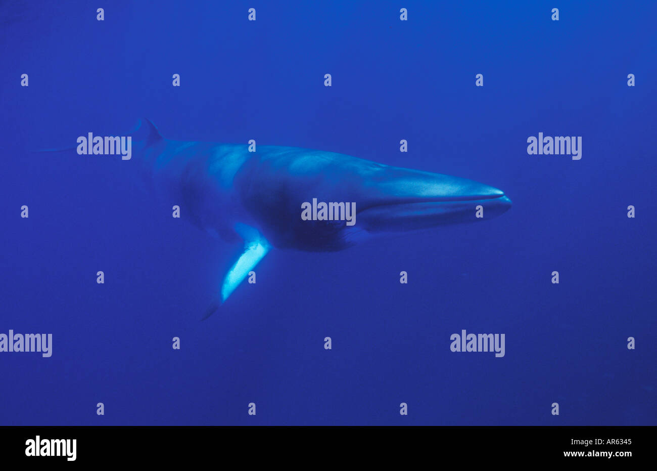 Dwarf Minke Whale Balaenoptera acutorostrata subsp AUSTRALIA PACIFIC ...