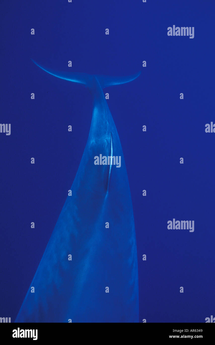 Dwarf Minke Whale Balaenoptera acutorostrata subsp AUSTRALIA PACIFIC ...