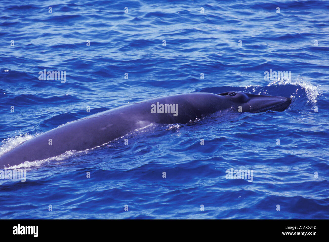 Dwarf Minke Whale Balaenoptera acutorostrata subsp AUSTRALIA PACIFIC ...