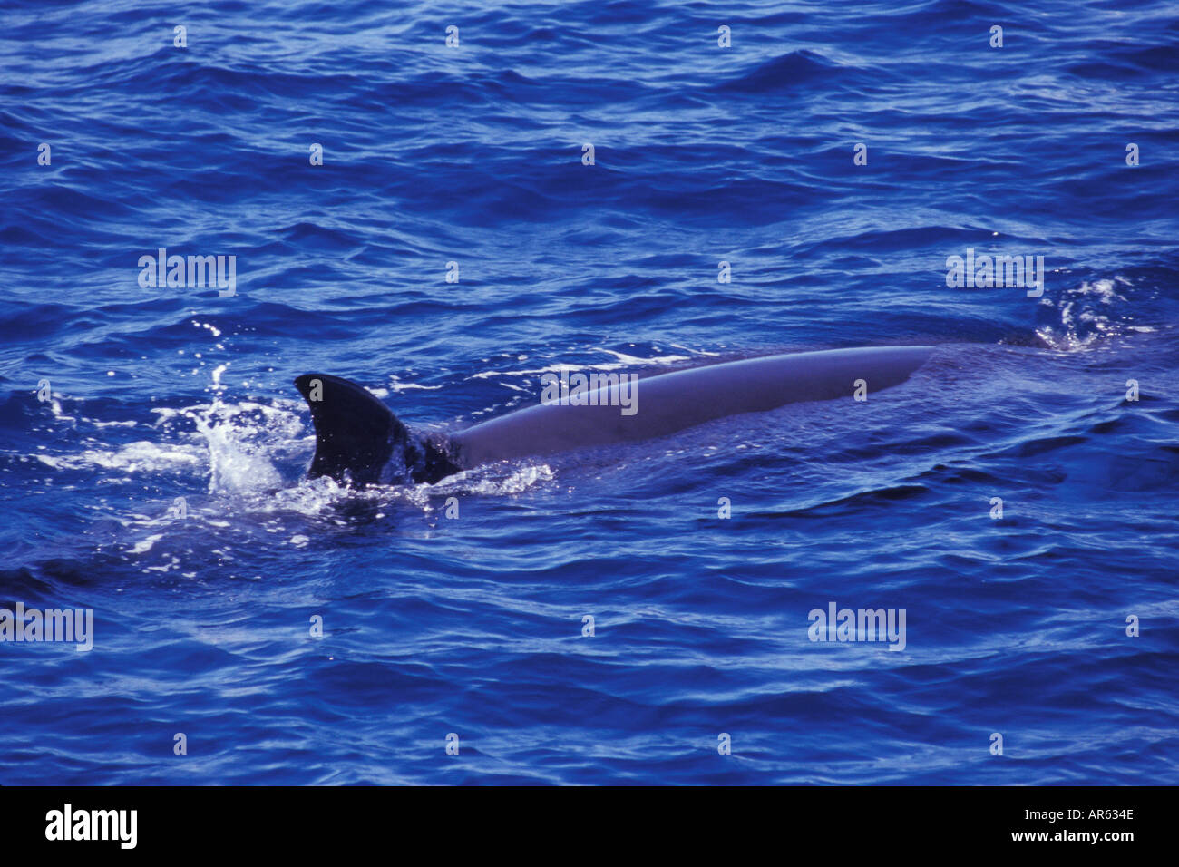 Dwarf Minke Whale Balaenoptera acutorostrata subsp AUSTRALIA PACIFIC ...