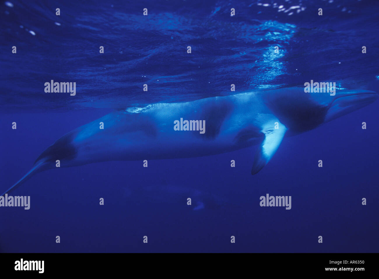 Dwarf Minke Whale Balaenoptera acutorostrata subsp AUSTRALIA PACIFIC ...