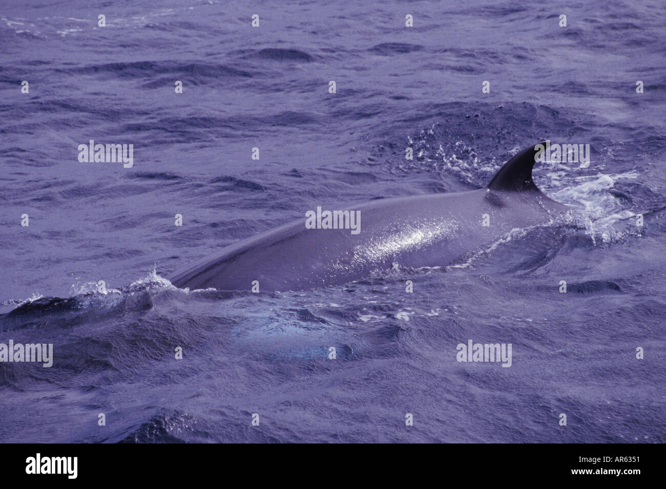 Dwarf Minke Whale Balaenoptera acutorostrata subsp AUSTRALIA PACIFIC ...