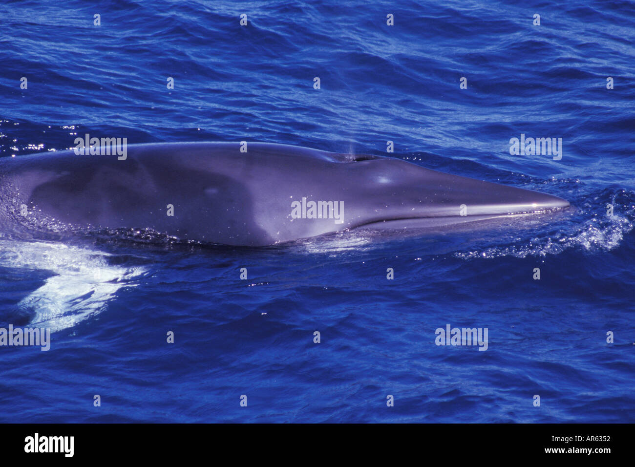 Dwarf Minke Whale Balaenoptera acutorostrata subsp AUSTRALIA PACIFIC ...