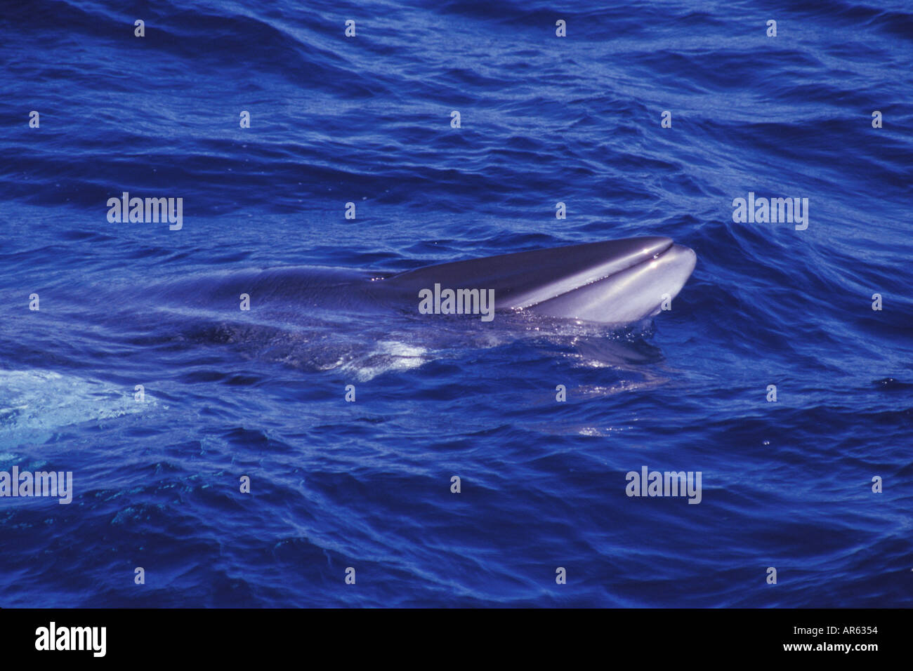 Dwarf Minke Whale Balaenoptera acutorostrata subsp AUSTRALIA PACIFIC ...