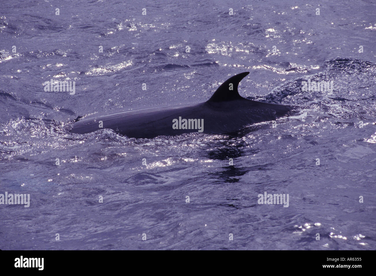 Dwarf Minke Whale Balaenoptera acutorostrata subsp AUSTRALIA PACIFIC ...