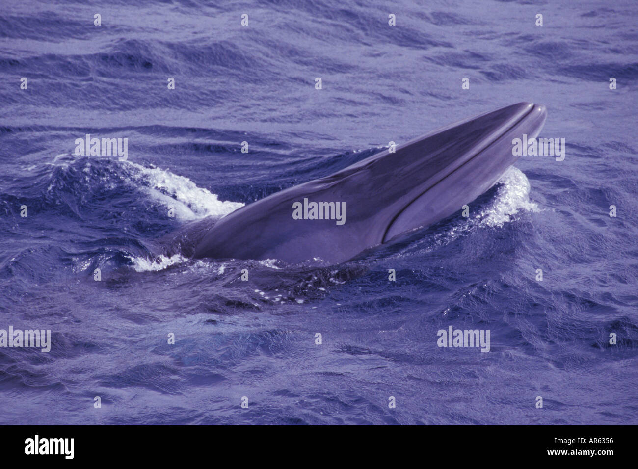 Dwarf Minke Whale Balaenoptera acutorostrata subsp AUSTRALIA PACIFIC ...