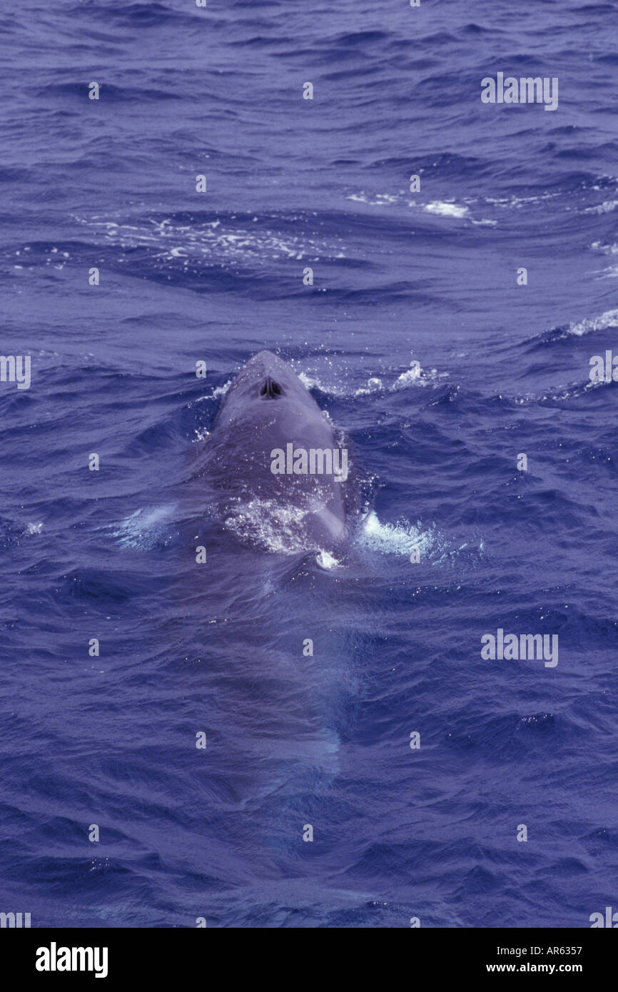 Dwarf Minke Whale Balaenoptera acutorostrata subsp AUSTRALIA PACIFIC ...