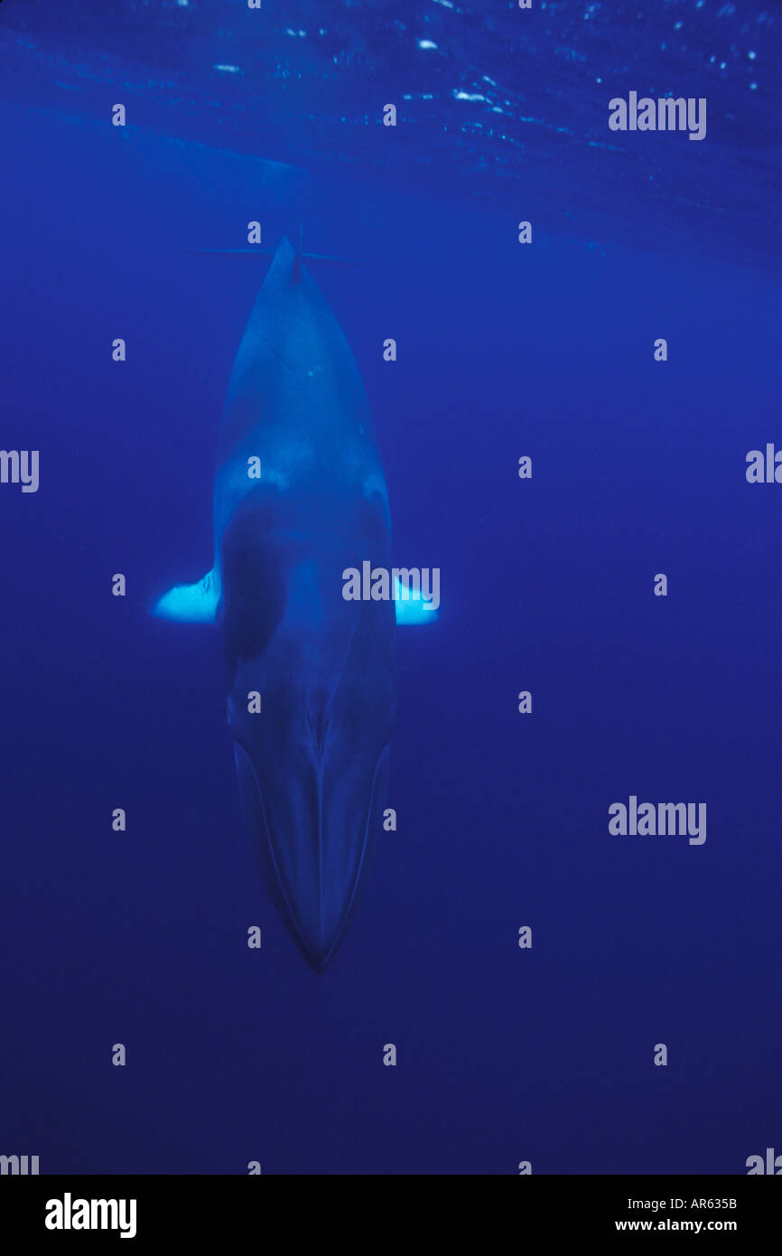 Dwarf Minke Whale Balaenoptera acutorostrata subsp AUSTRALIA PACIFIC ...