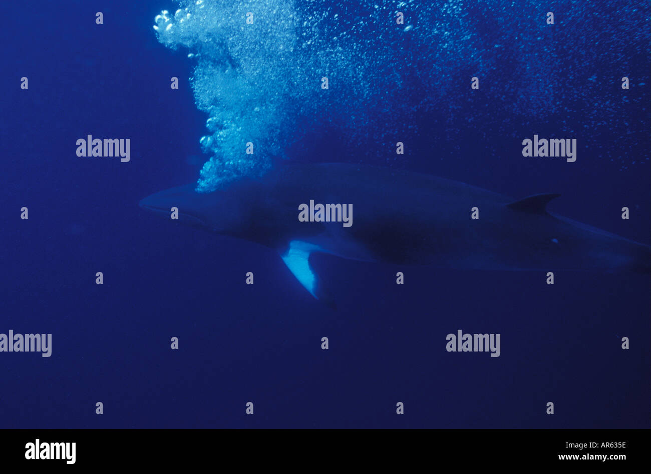 Dwarf Minke Whale Balaenoptera acutorostrata subsp AUSTRALIA PACIFIC ...