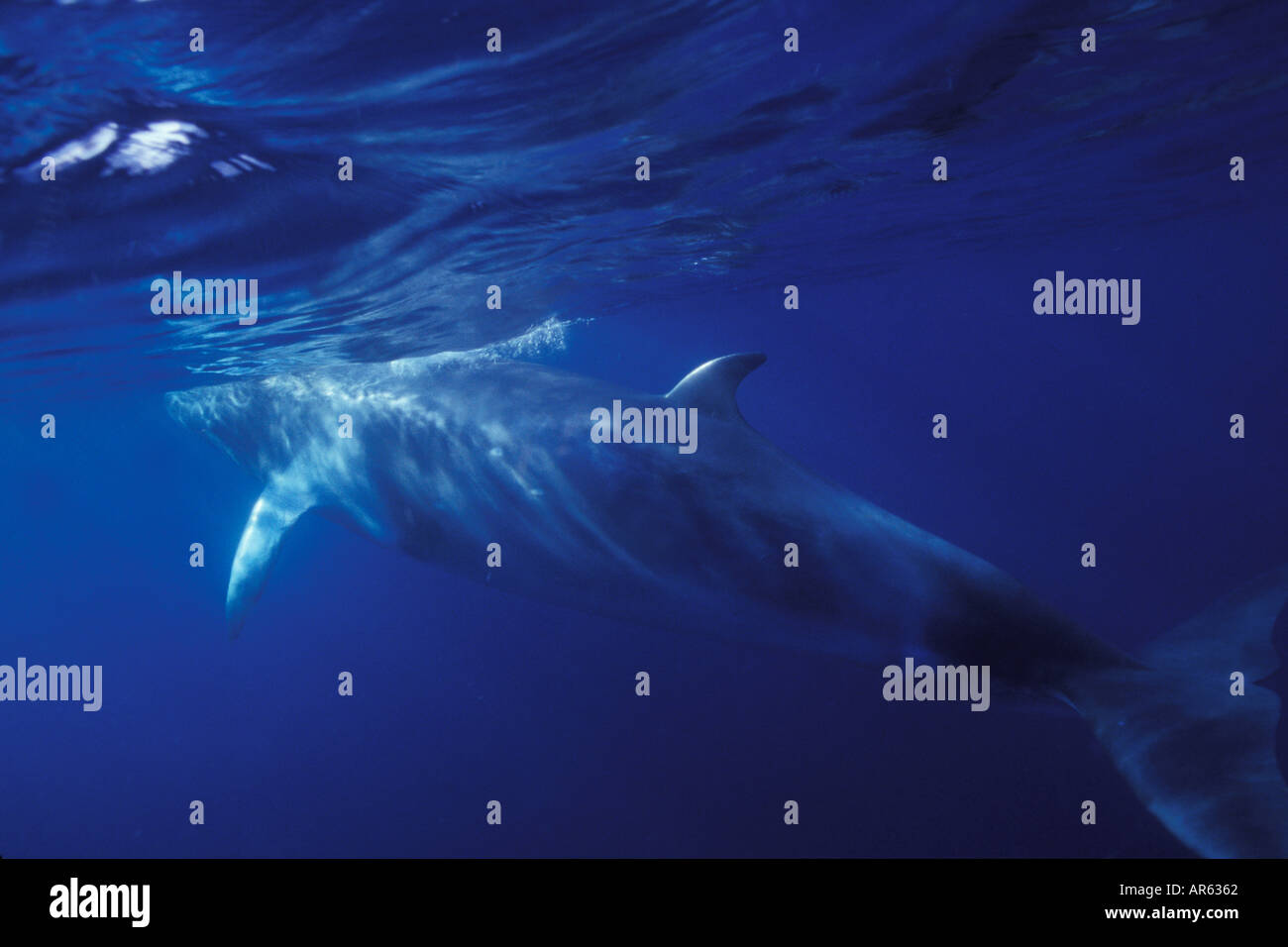 Dwarf Minke Whale Balaenoptera acutorostrata subsp AUSTRALIA PACIFIC ...