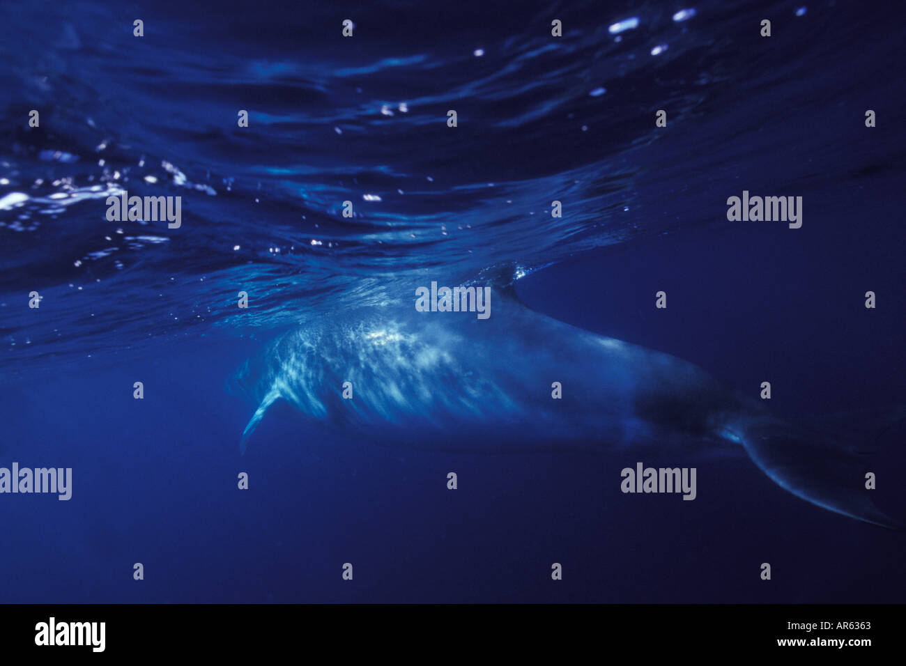 Dwarf Minke Whale Balaenoptera acutorostrata subsp AUSTRALIA PACIFIC ...