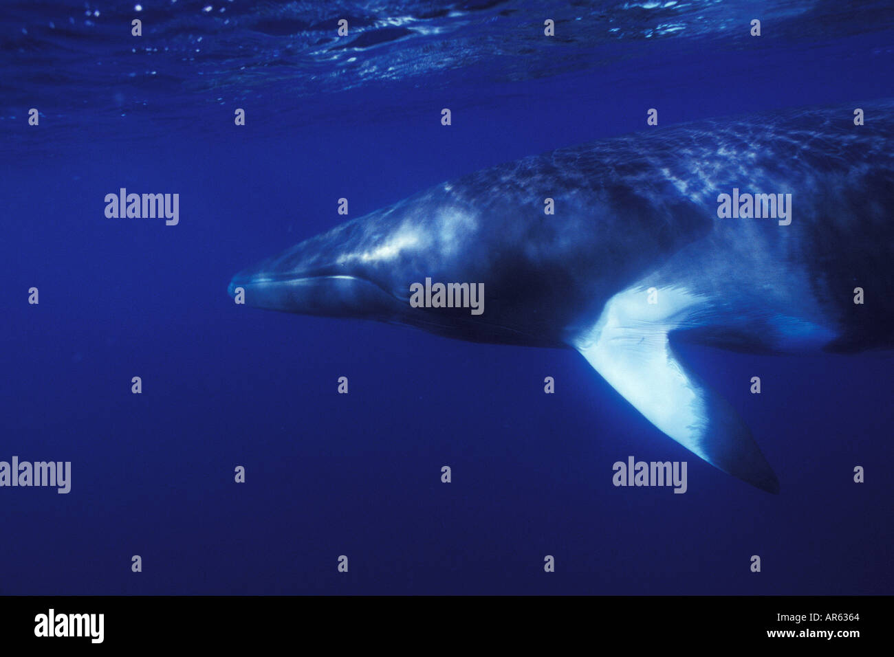 Dwarf Minke Whale Balaenoptera acutorostrata subsp AUSTRALIA PACIFIC ...