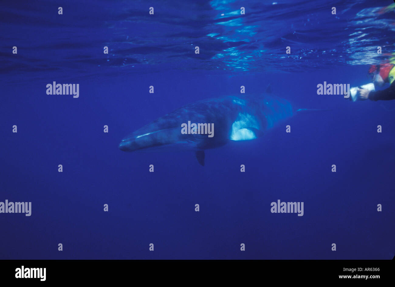 Dwarf Minke Whale Balaenoptera acutorostrata subsp AUSTRALIA PACIFIC ...