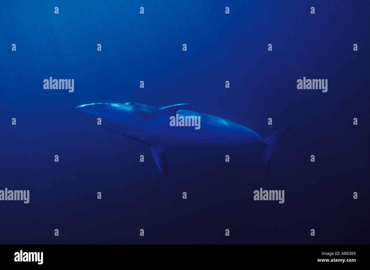 Dwarf Minke Whale Balaenoptera acutorostrata subsp AUSTRALIA PACIFIC ...