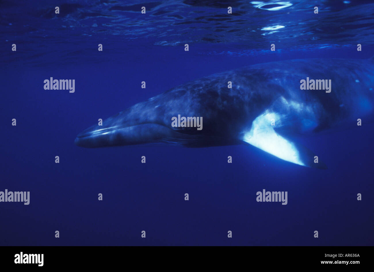 Dwarf Minke Whale Balaenoptera acutorostrata subsp AUSTRALIA PACIFIC ...