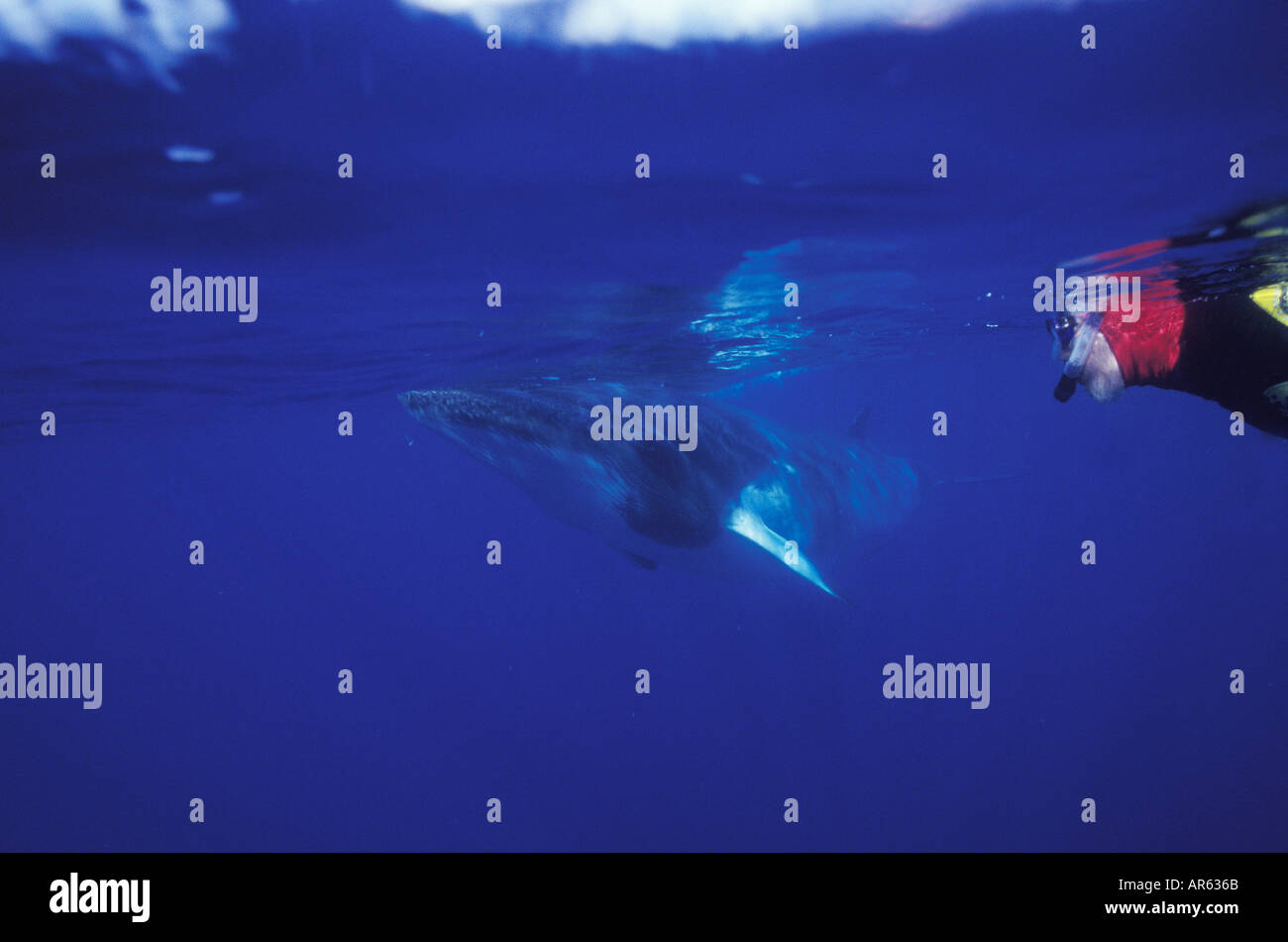 Dwarf Minke Whale Balaenoptera acutorostrata subsp AUSTRALIA PACIFIC ...