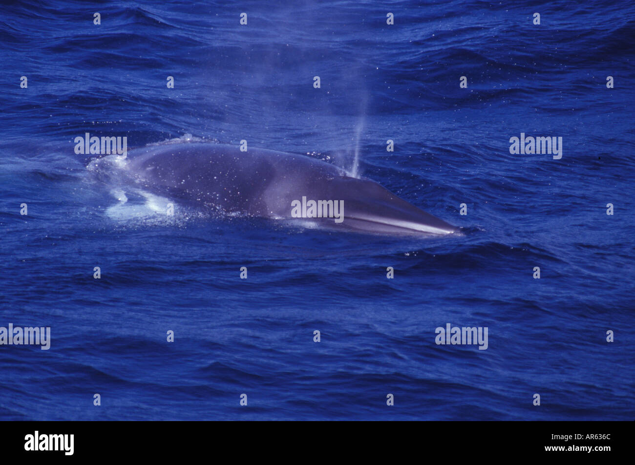 Dwarf Minke Whale Balaenoptera acutorostrata subsp AUSTRALIA PACIFIC ...