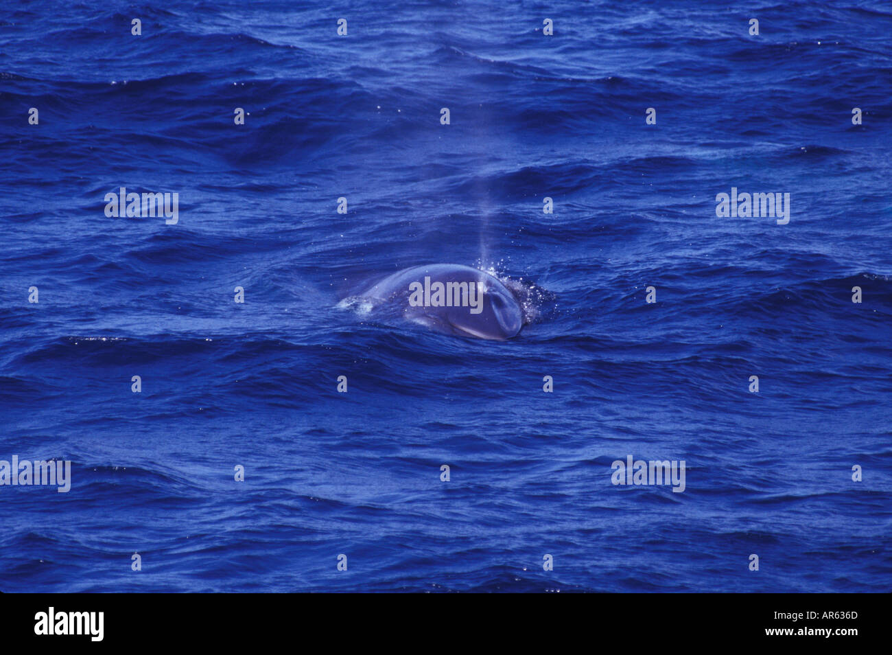 Dwarf Minke Whale Balaenoptera acutorostrata subsp AUSTRALIA PACIFIC ...