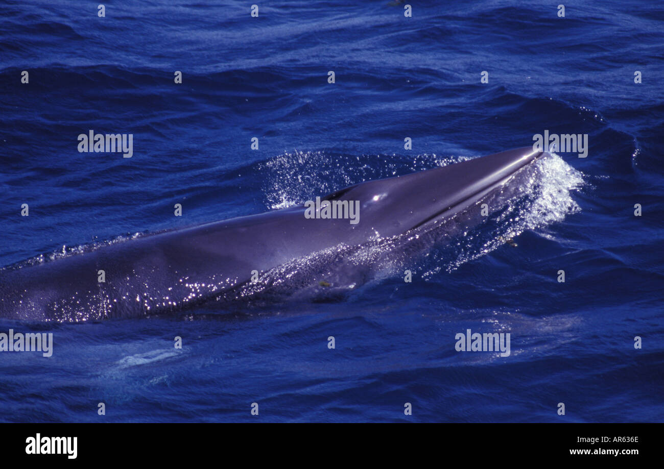 Dwarf Minke Whale Balaenoptera acutorostrata subsp AUSTRALIA PACIFIC ...