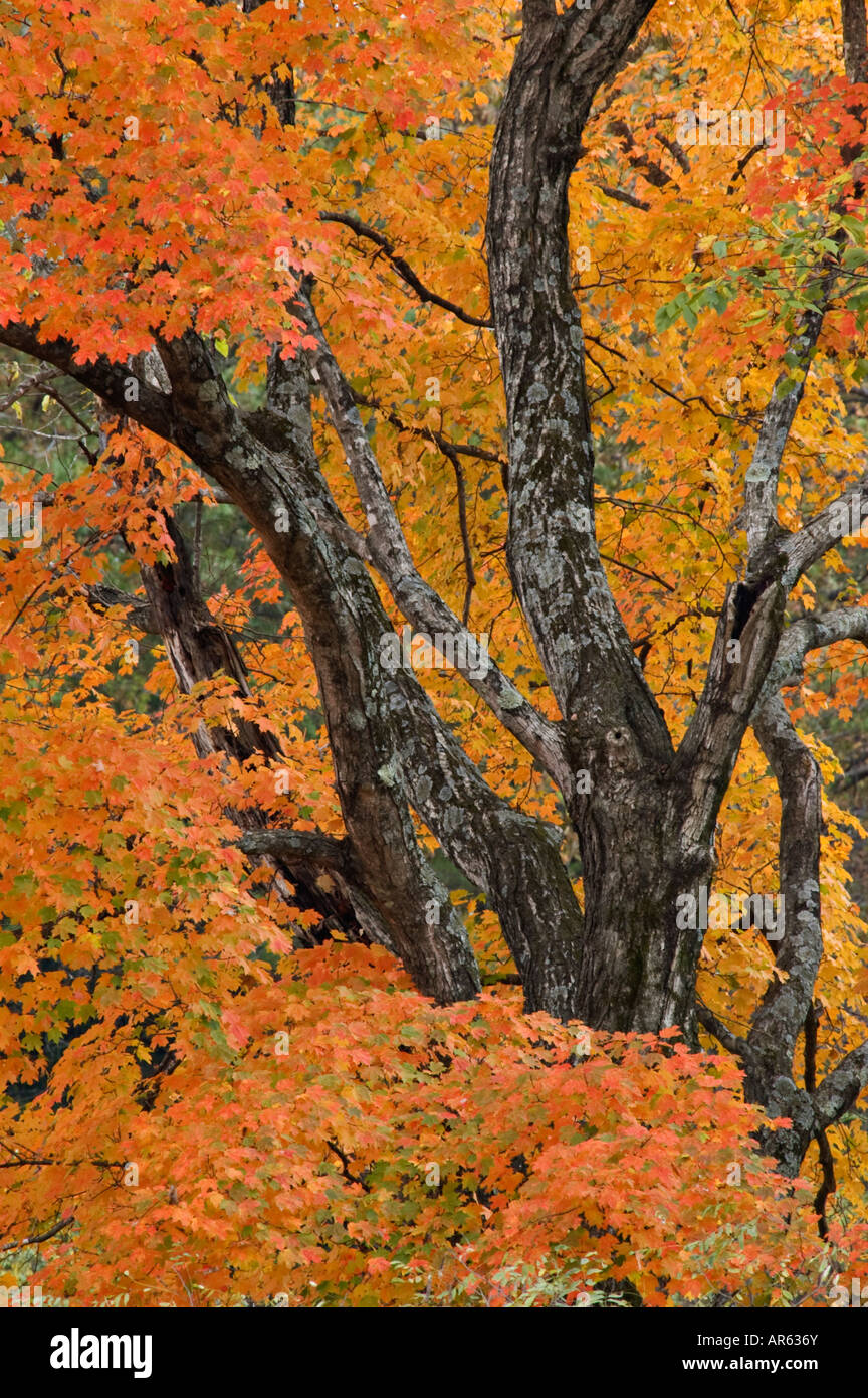 Detail of Autumn Maple Tree and Branches in Bernheim Arboretum and ...