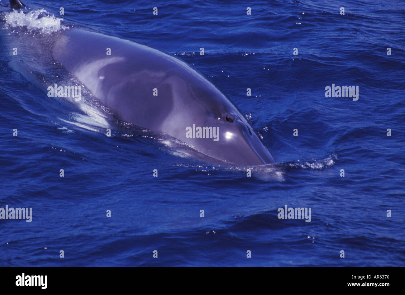 Dwarf Minke Whale Balaenoptera acutorostrata subsp AUSTRALIA PACIFIC ...