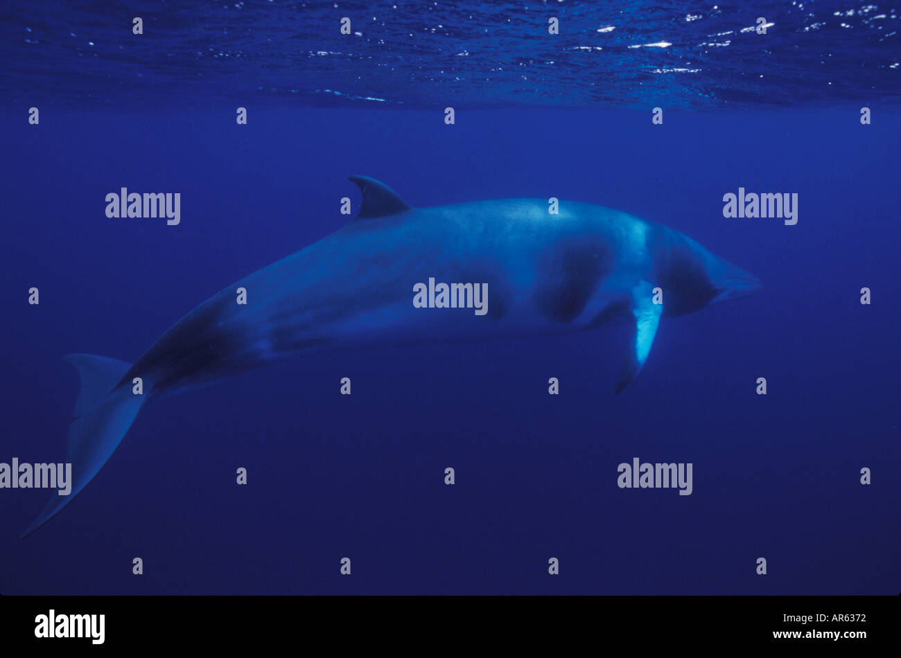 Dwarf Minke Whale Balaenoptera acutorostrata subsp AUSTRALIA PACIFIC ...