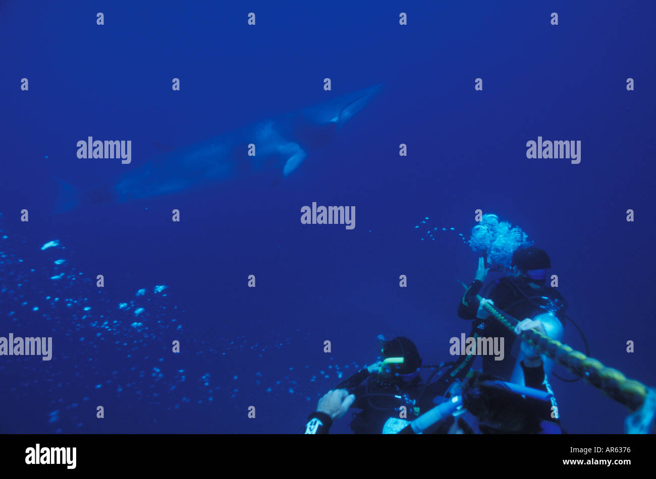 Dwarf Minke Whale Balaenoptera acutorostrata subsp AUSTRALIA PACIFIC ...