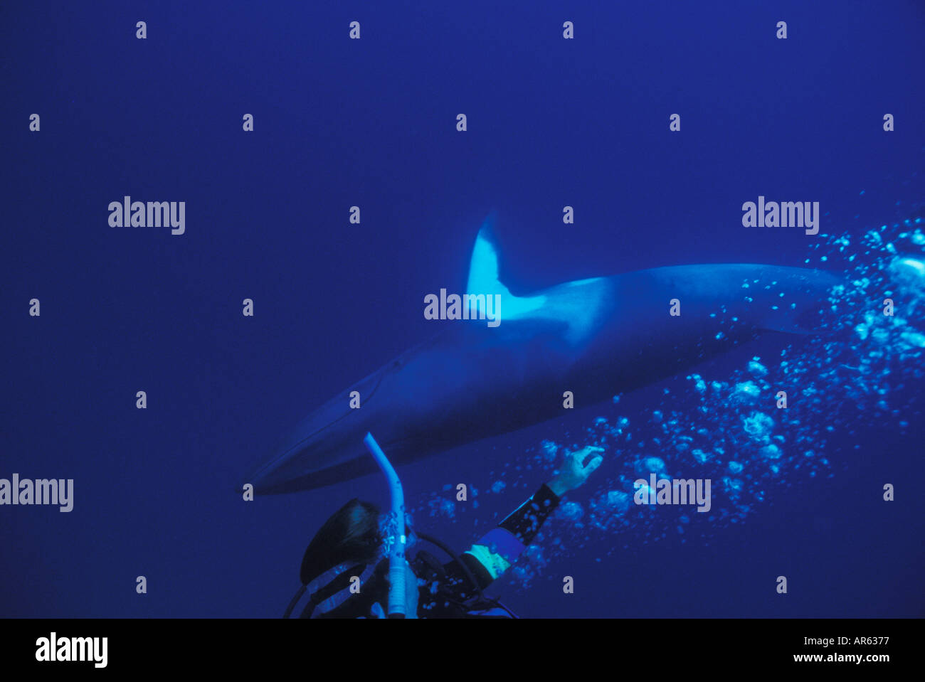 Dwarf Minke Whale Balaenoptera acutorostrata subsp AUSTRALIA PACIFIC ...