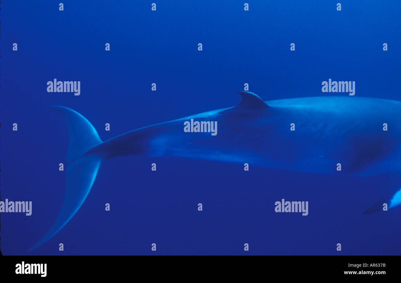 Dwarf Minke Whale Balaenoptera acutorostrata subsp AUSTRALIA PACIFIC ...
