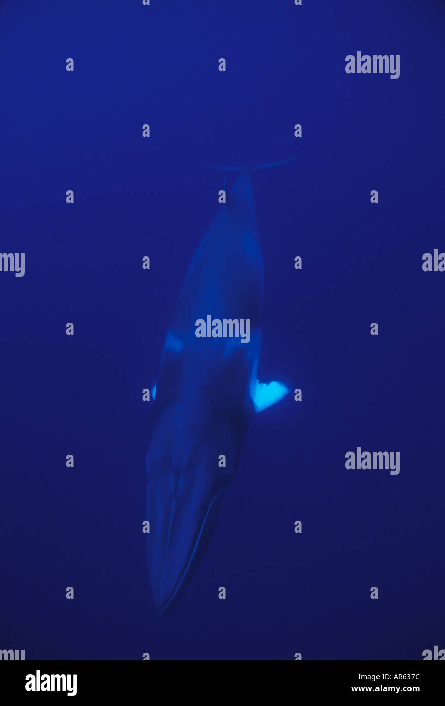 Dwarf Minke Whale Balaenoptera acutorostrata subsp AUSTRALIA PACIFIC ...