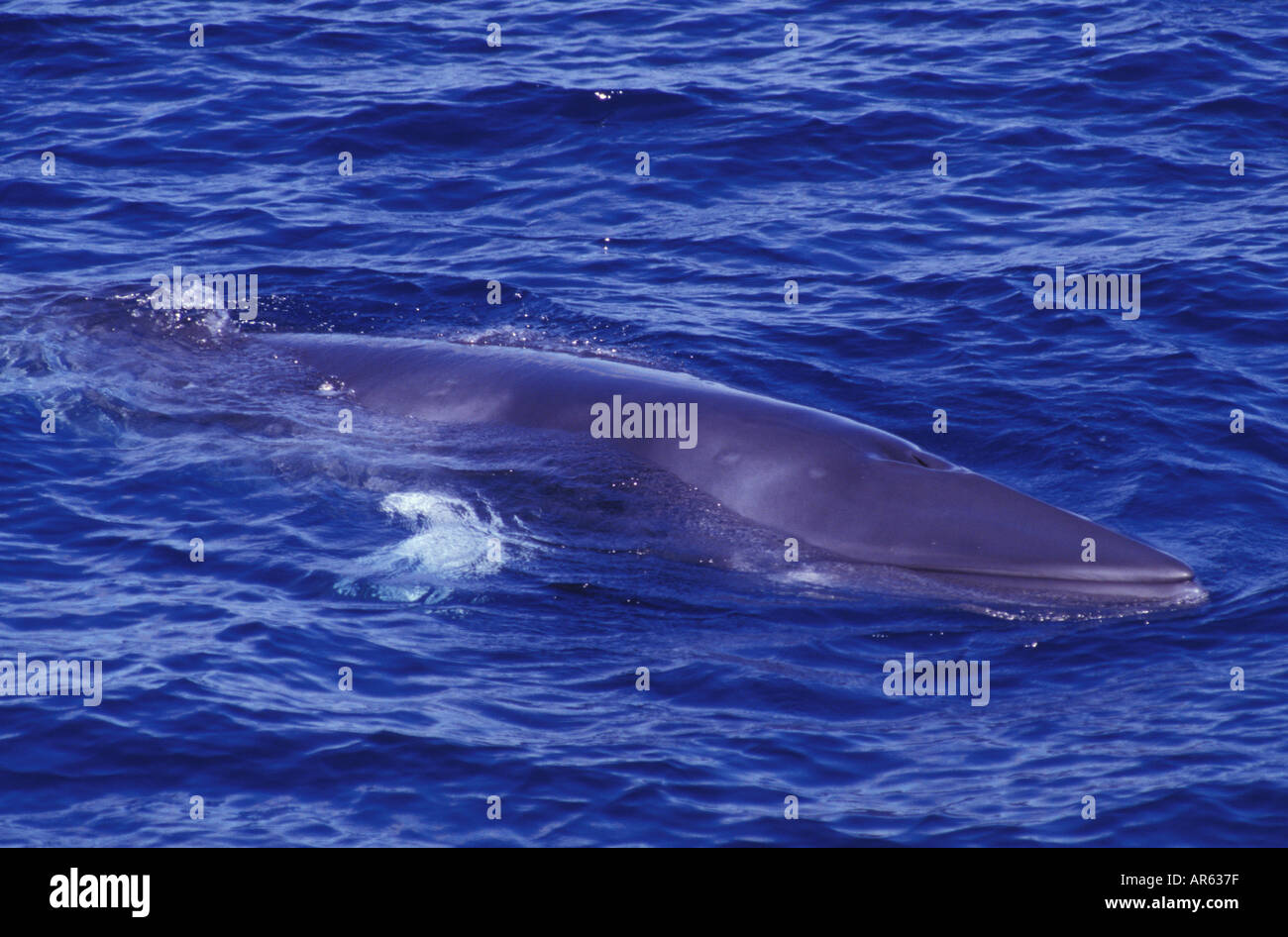 Dwarf Minke Whale Balaenoptera acutorostrata subsp AUSTRALIA PACIFIC ...