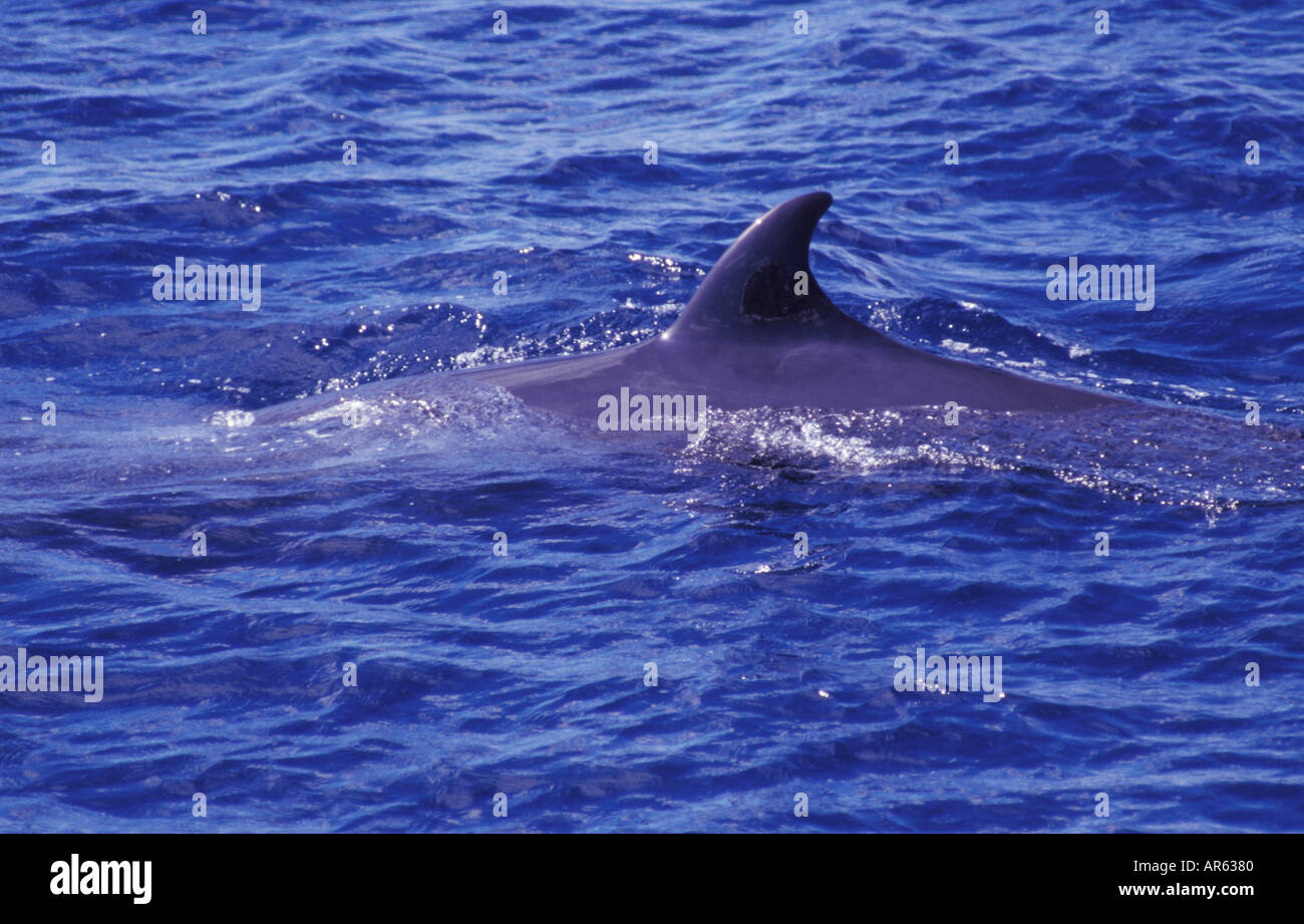 Dwarf Minke Whale Balaenoptera acutorostrata subsp AUSTRALIA PACIFIC ...