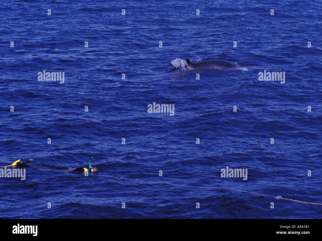 Dwarf Minke Whale Balaenoptera acutorostrata subsp AUSTRALIA PACIFIC ...