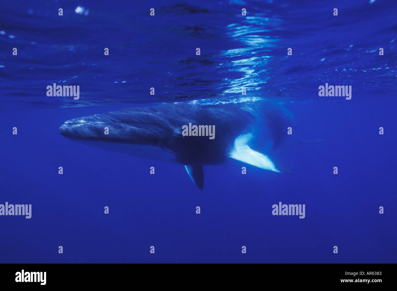 Dwarf Minke Whale Balaenoptera acutorostrata subsp AUSTRALIA PACIFIC ...