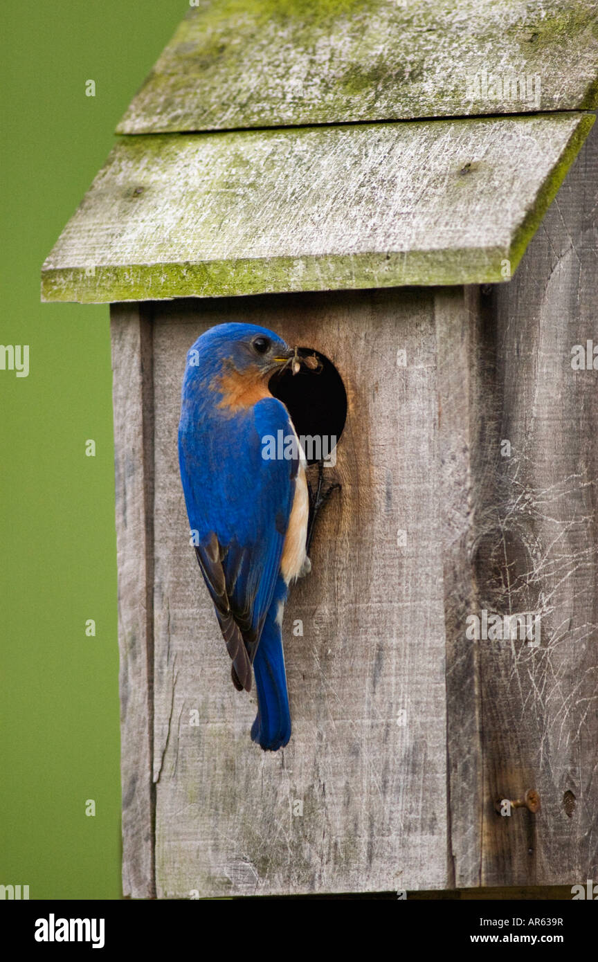 Eastern Bluebird Male with Food for Babies at Nest Box Stock Photo - Alamy