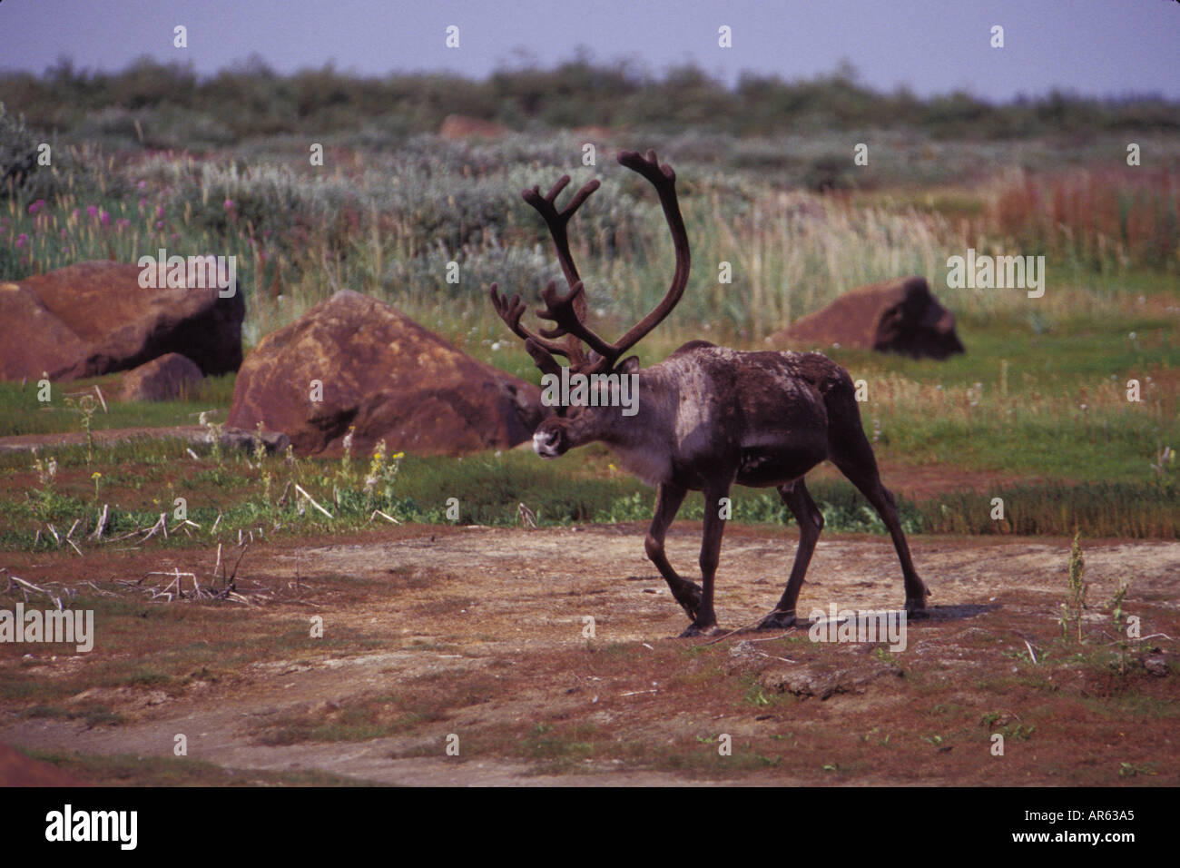Ground Barrel Caribou Rangifer arcticus Tundra Manitoba Churchill and ...